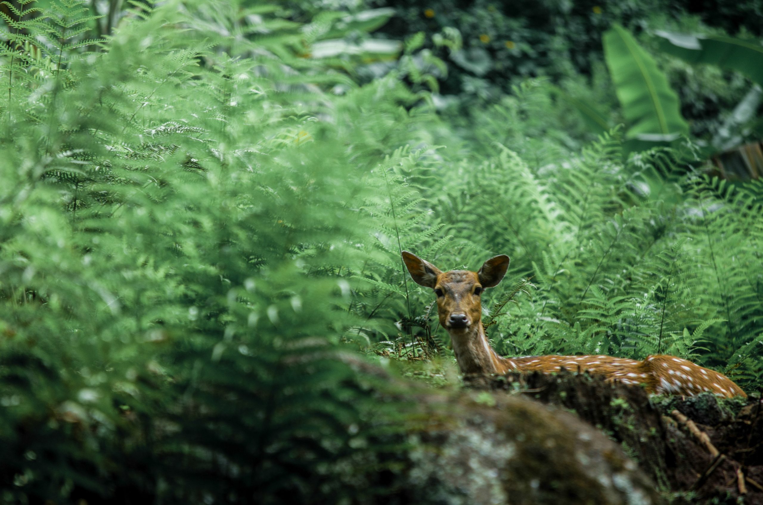 What Is Rewilding & How It Can Help Restore Biodiversity - Ethical Unicorn